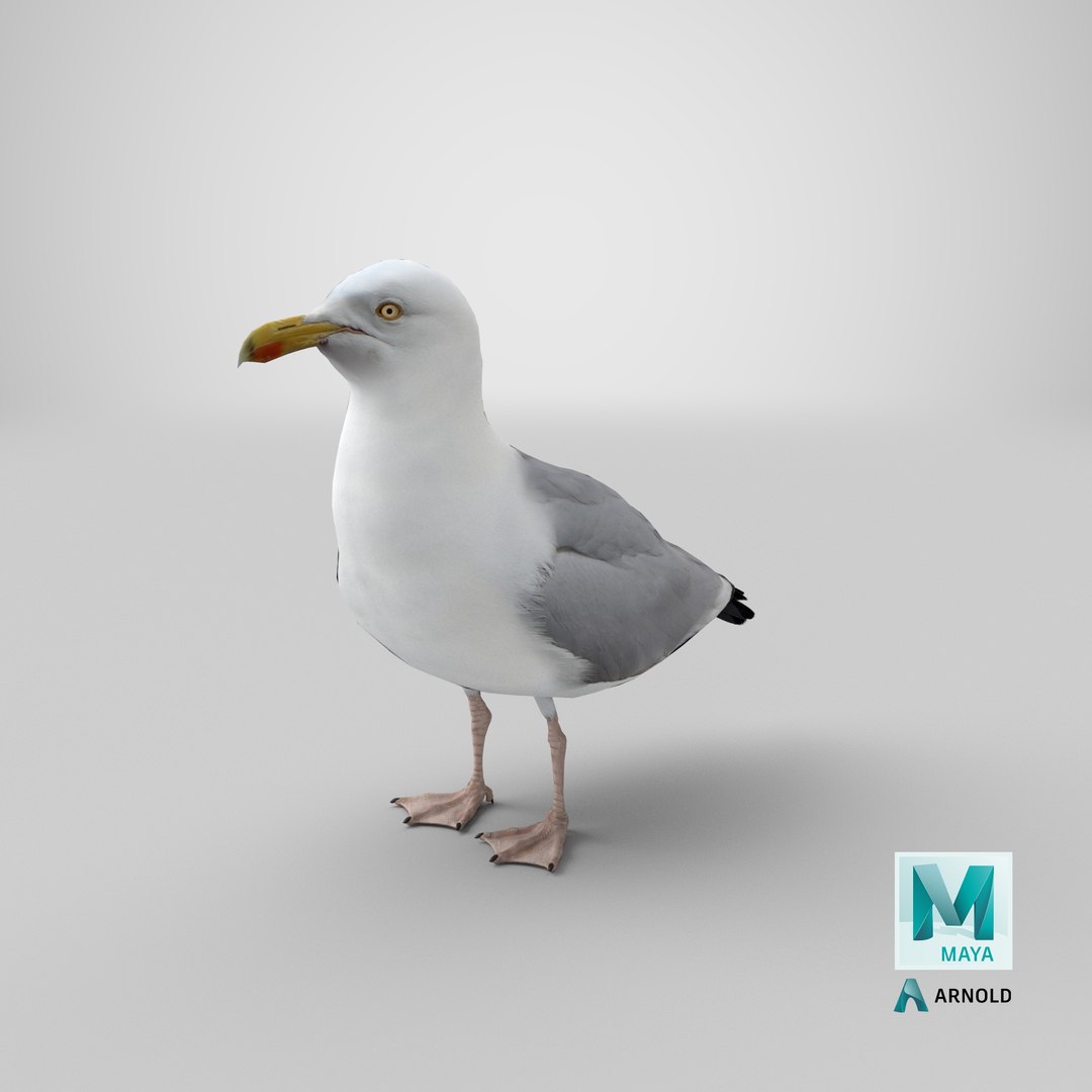 3D Seagull model - TurboSquid 1904607