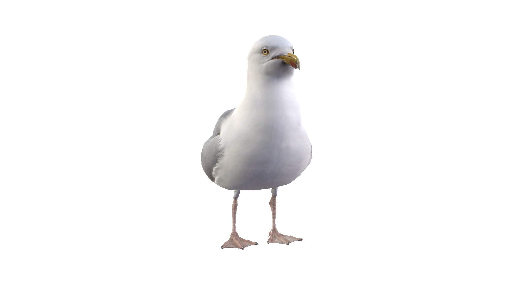 3D Seagull Model - TurboSquid 1904607