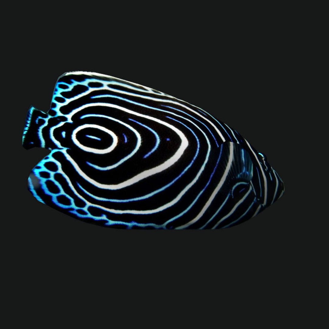 Juv Emperor Fish 3D Model - TurboSquid 1244620