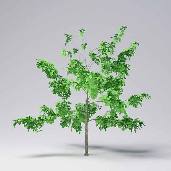 Mountain maple - 240cm 3D model - TurboSquid 1203534