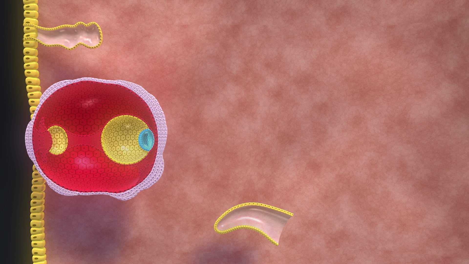 3d Blastocyst Entering Endoderm Model