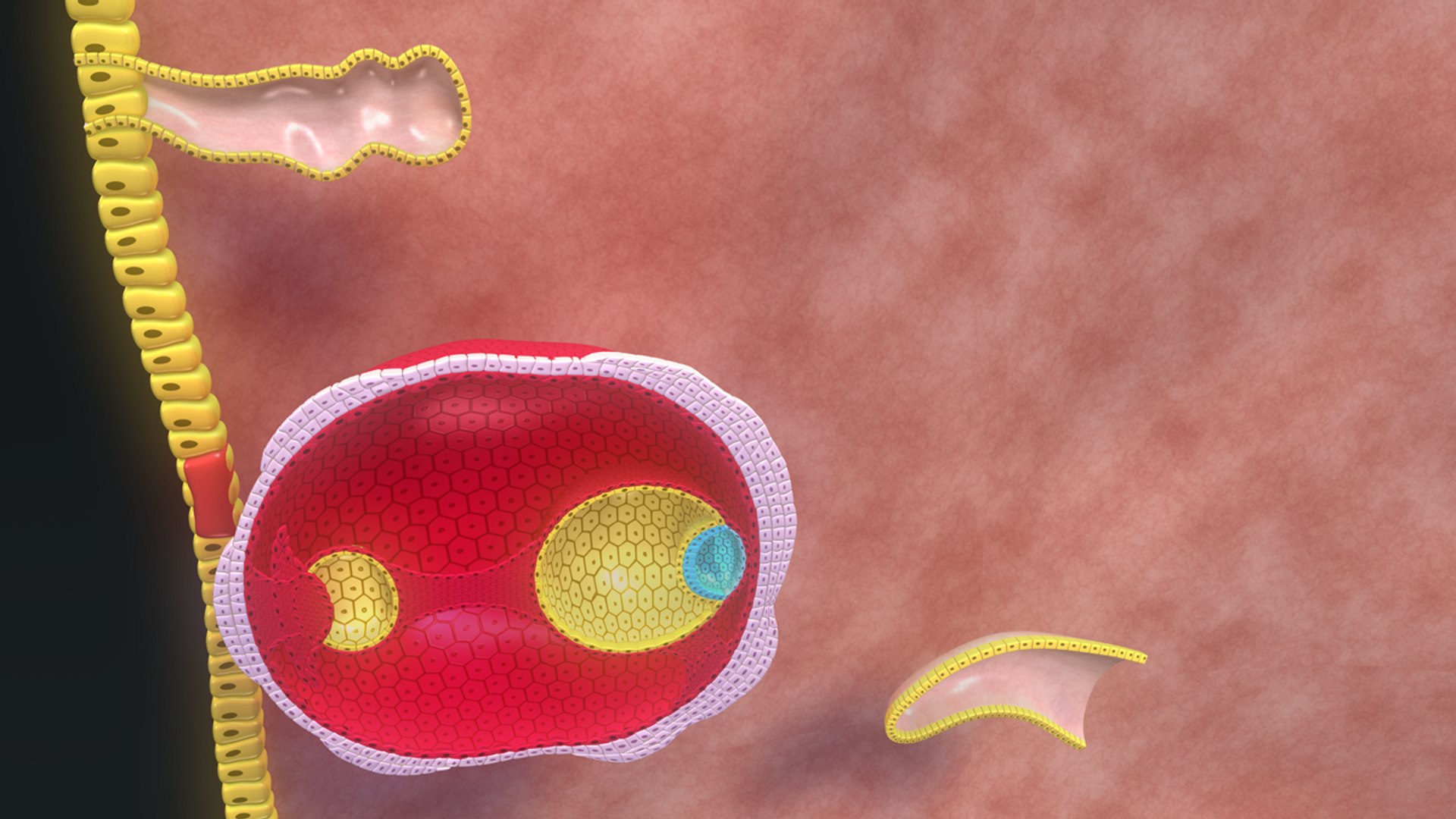 3d Blastocyst Entering Endoderm Model
