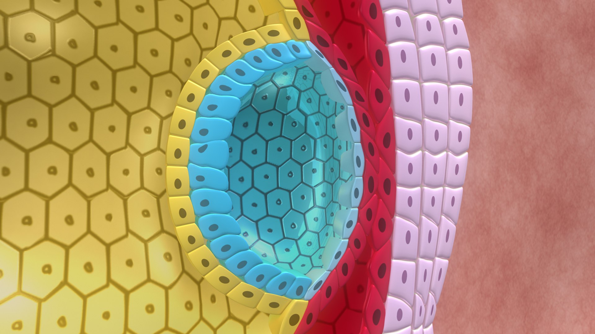 3d Blastocyst Entering Endoderm Model
