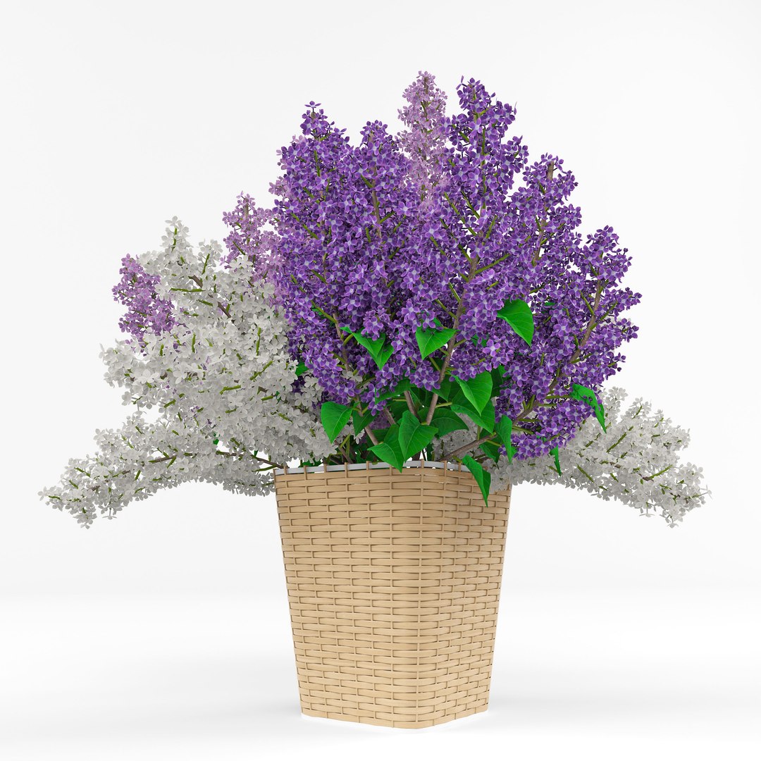 Lilac model - TurboSquid 1254822