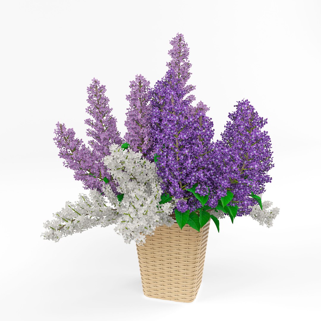 Lilac model - TurboSquid 1254822