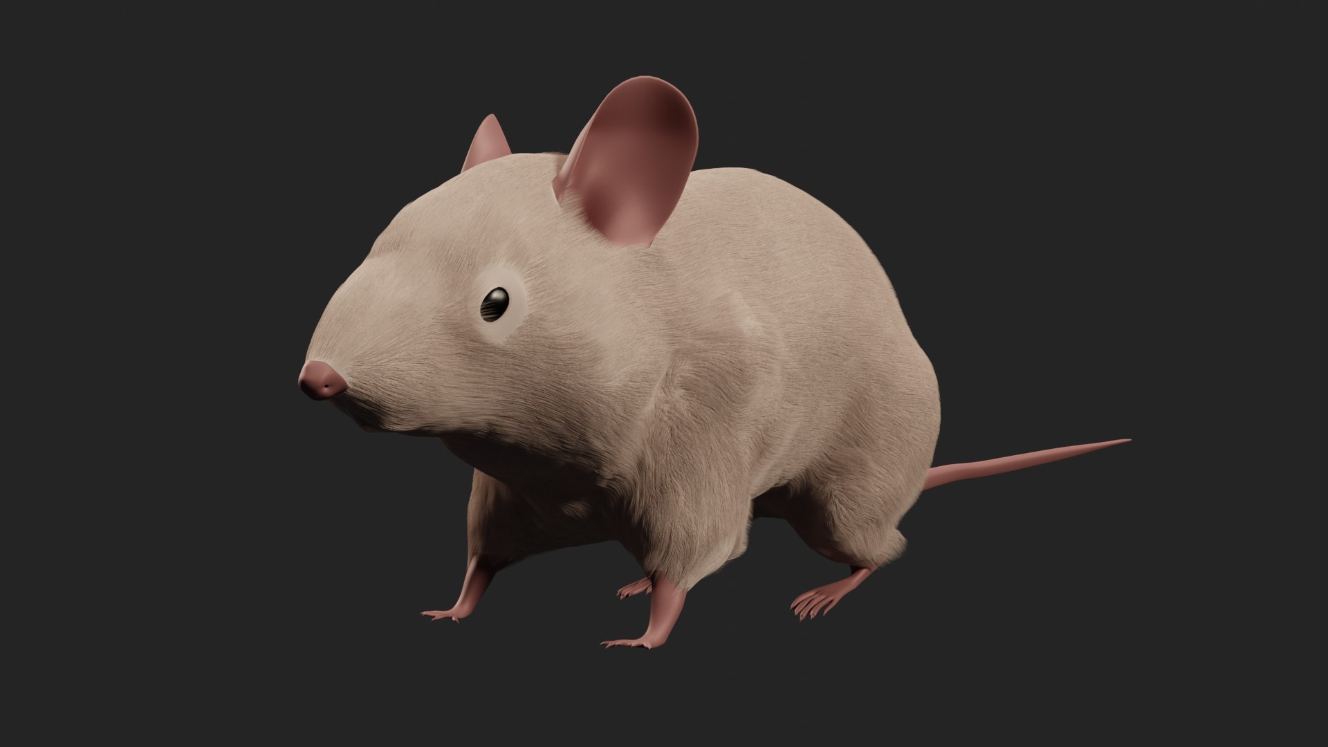 3D Little Mouse - TurboSquid 2037729
