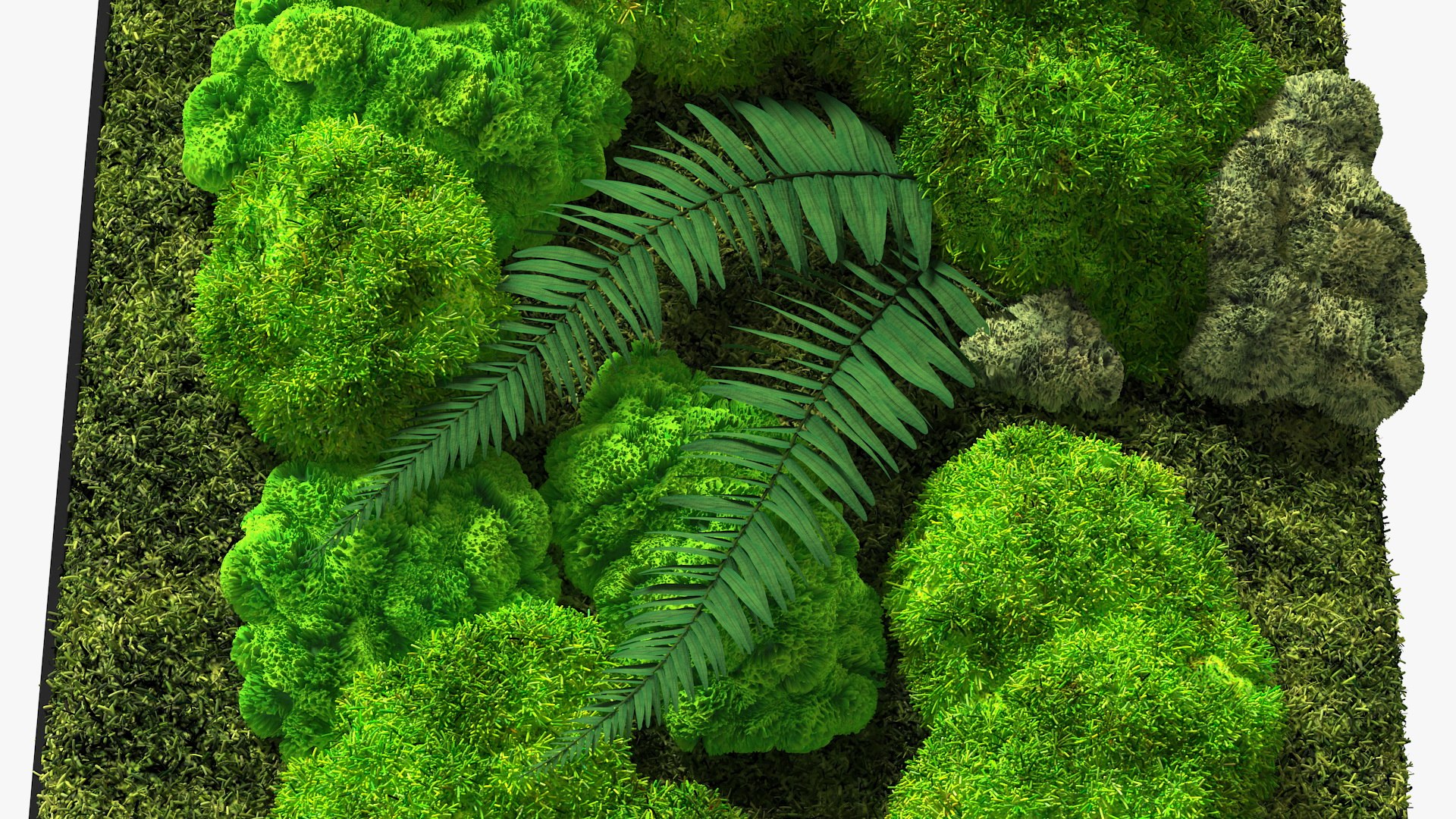 Natural Moss Wall Preserved 3D - TurboSquid 1655386