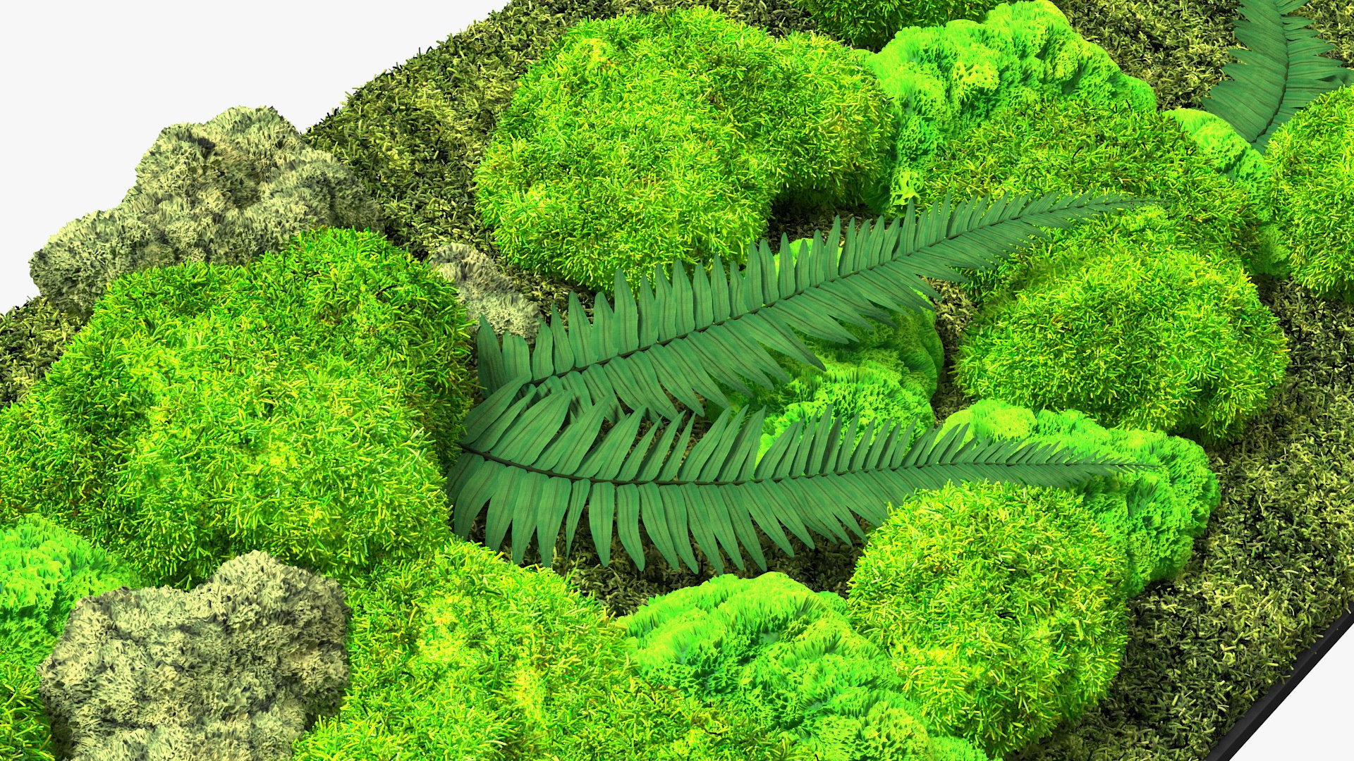 Natural Moss Wall Preserved 3D - TurboSquid 1655386