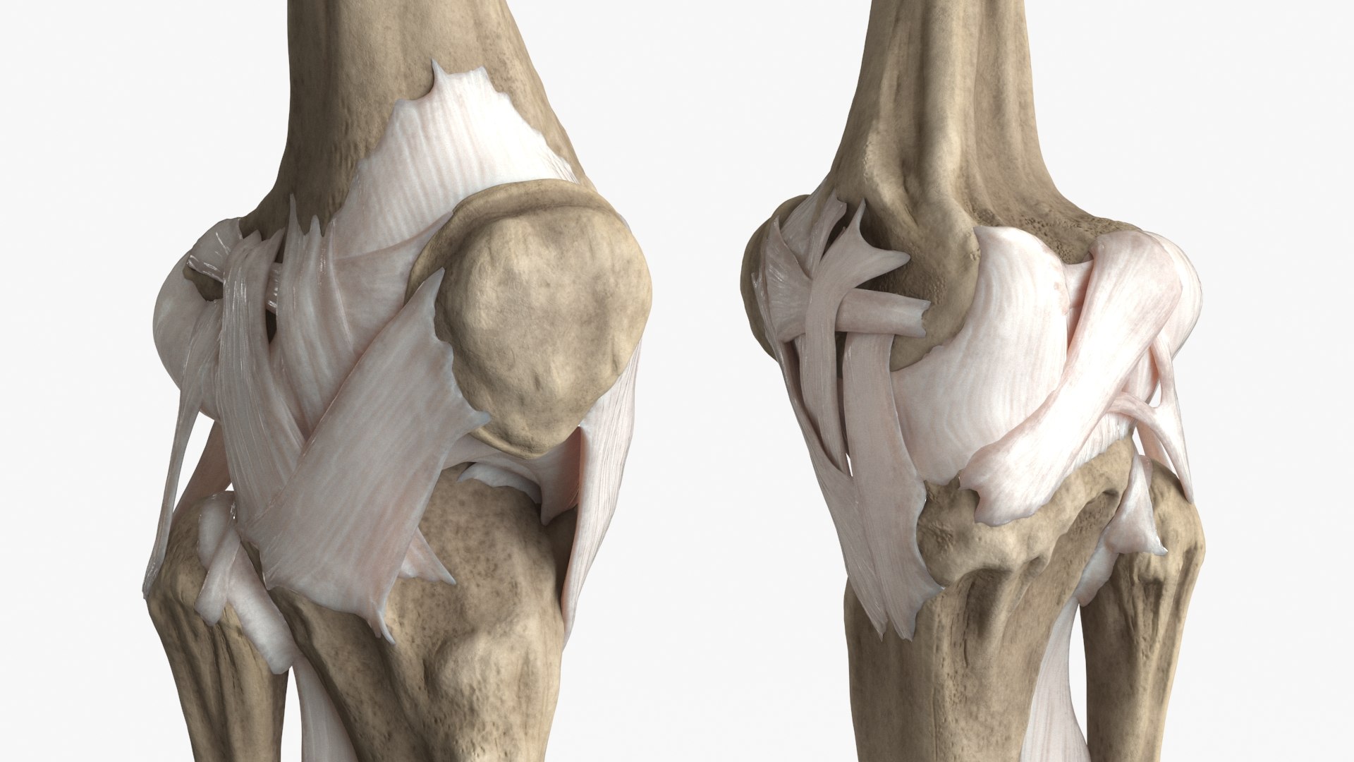 3D Human Knee Joint Anatomy Rigged - TurboSquid 1956791