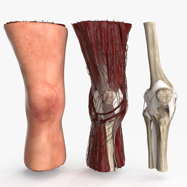 Human Knee Joint Anatomy Rigged Modelo 3D - TurboSquid 1956791