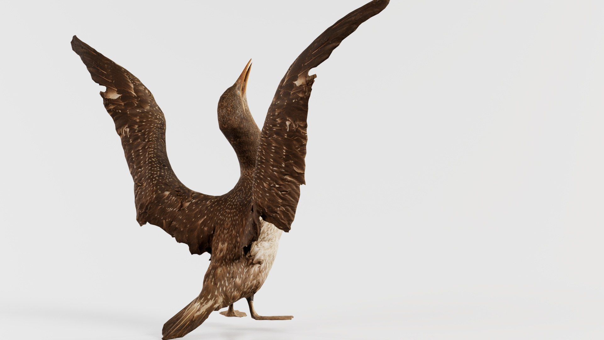 3D Cormorant Corvus Marinus Sea Raven Remastered - TurboSquid 2359499