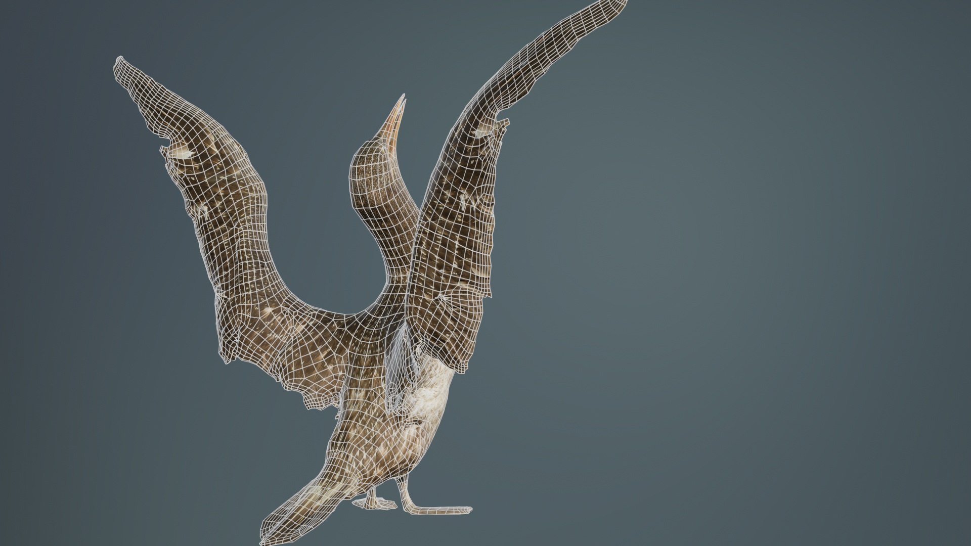 3D Cormorant Corvus Marinus Sea Raven Remastered - TurboSquid 2359499