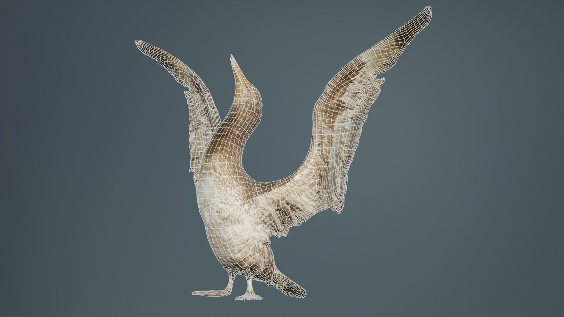 3D Cormorant Corvus Marinus Sea Raven Remastered - TurboSquid 2359499
