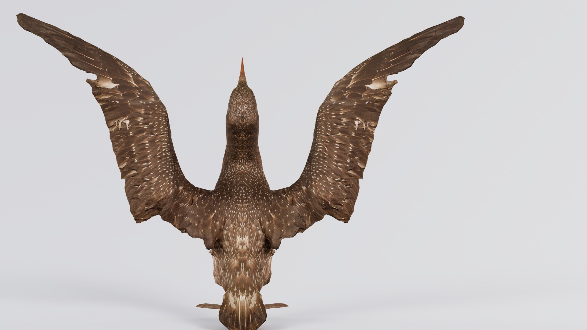 3D Cormorant Corvus Marinus Sea Raven Remastered - TurboSquid 2359499