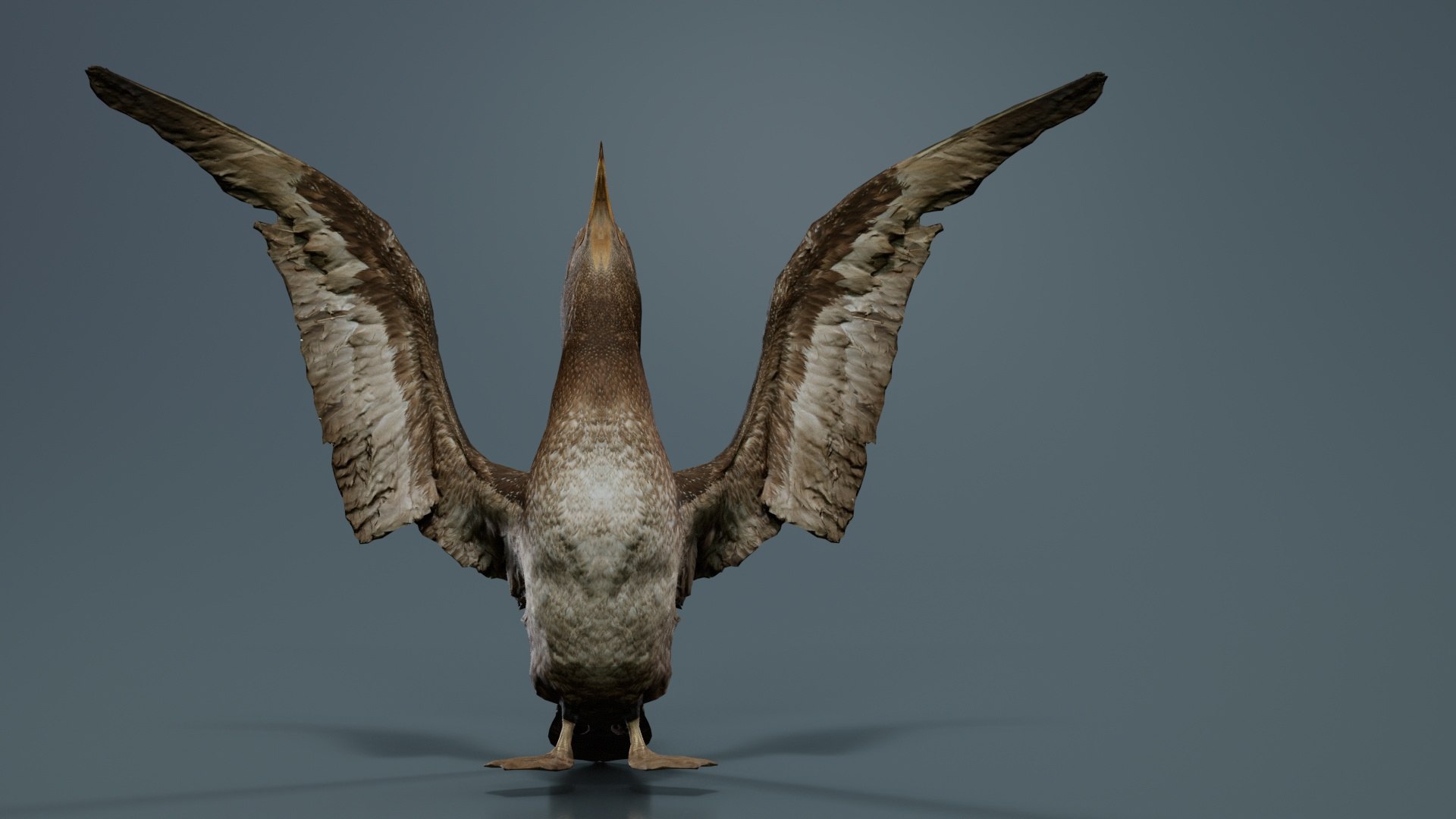 3D Cormorant Corvus Marinus Sea Raven Remastered - TurboSquid 2359499