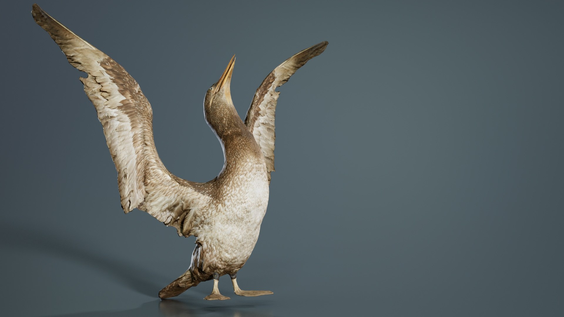 3D Cormorant Corvus Marinus Sea Raven Remastered - TurboSquid 2359499
