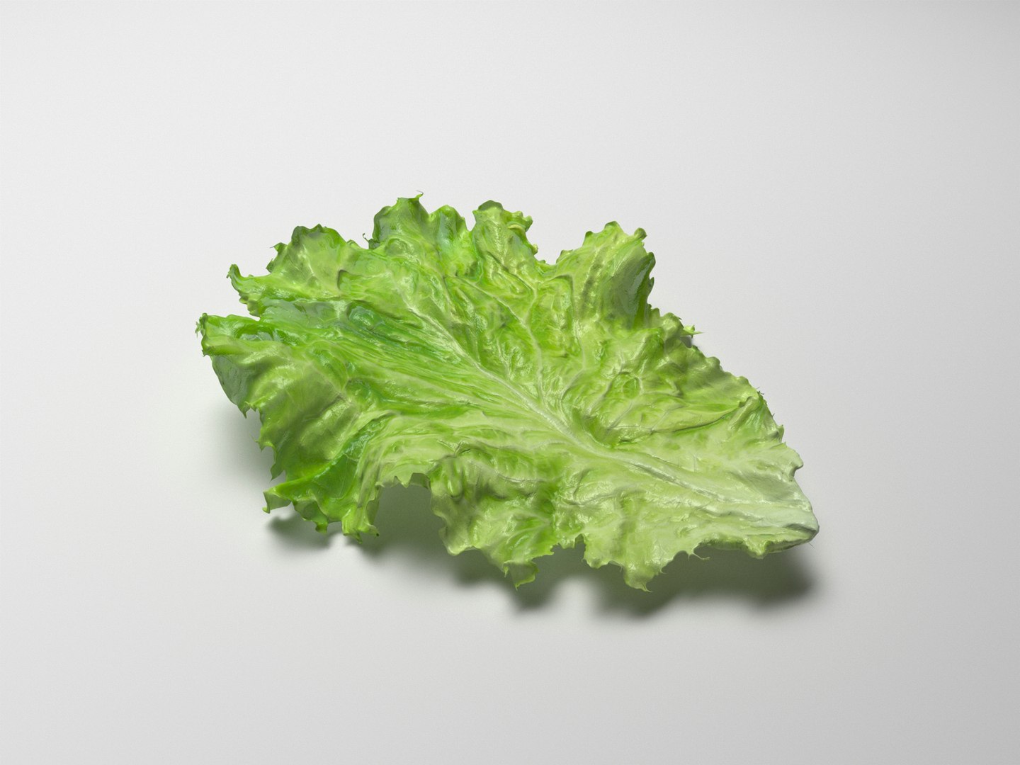 3D Lettuce Leaf Model - TurboSquid 1912938