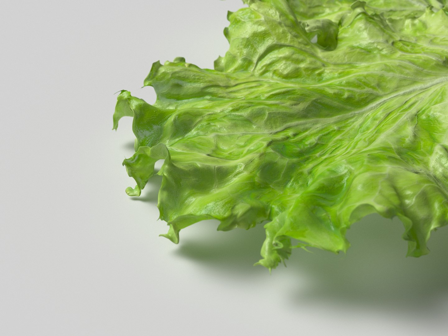 3D Lettuce Leaf Model - TurboSquid 1912938