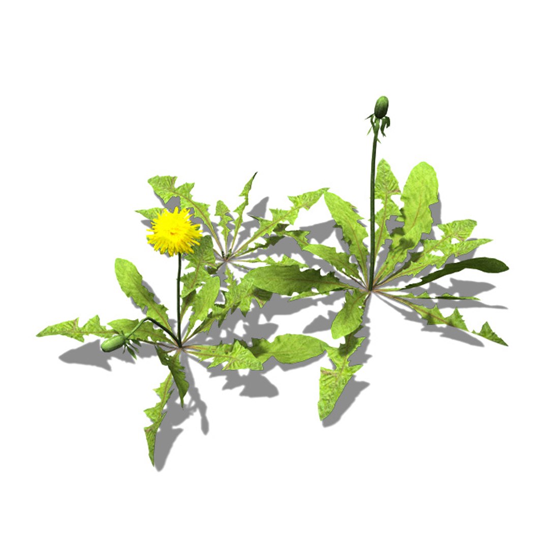Groundcover Plants Dvd 3ds