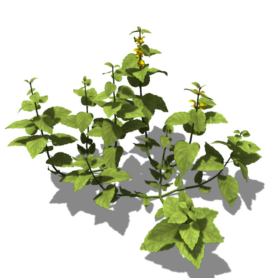 Groundcover Plants Dvd 3ds