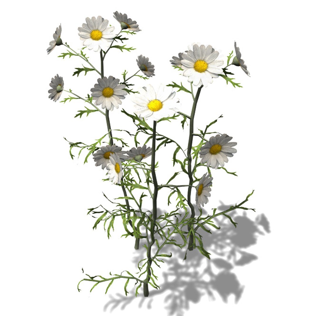 Groundcover Plants Dvd 3ds