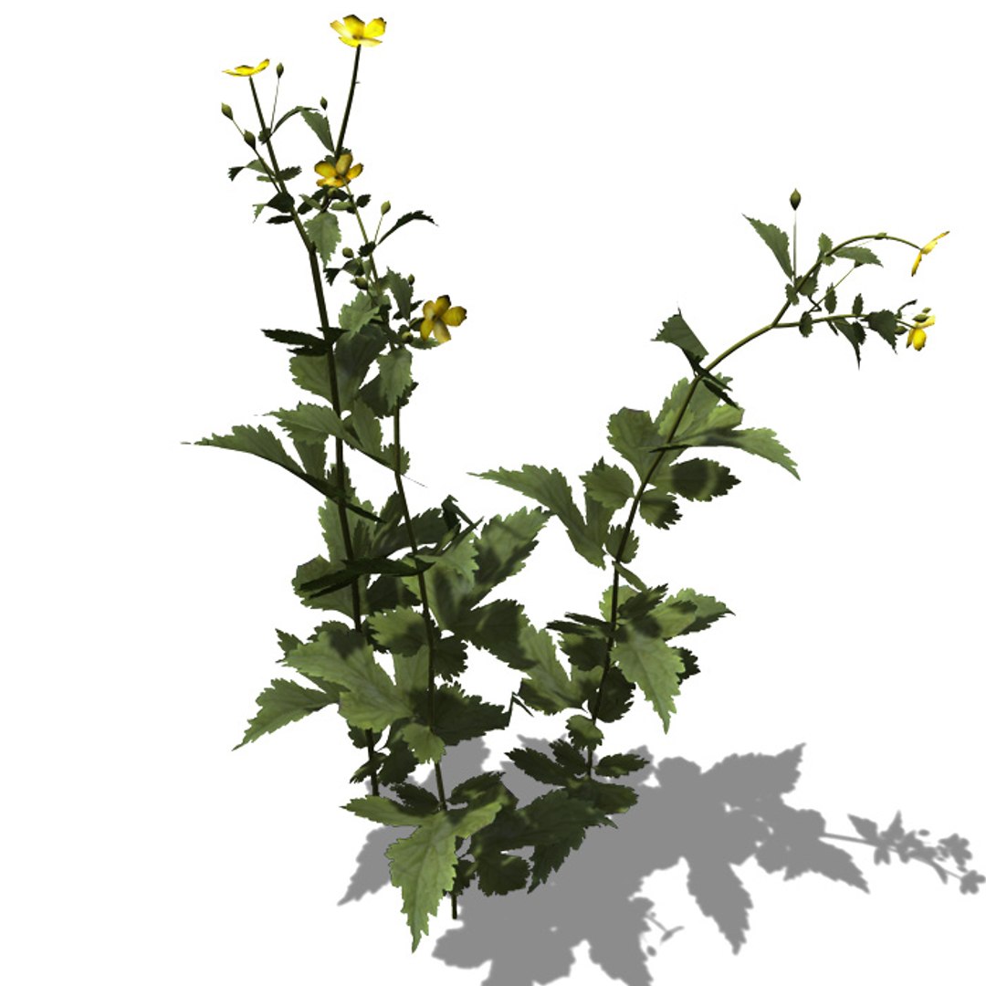 Groundcover Plants Dvd 3ds