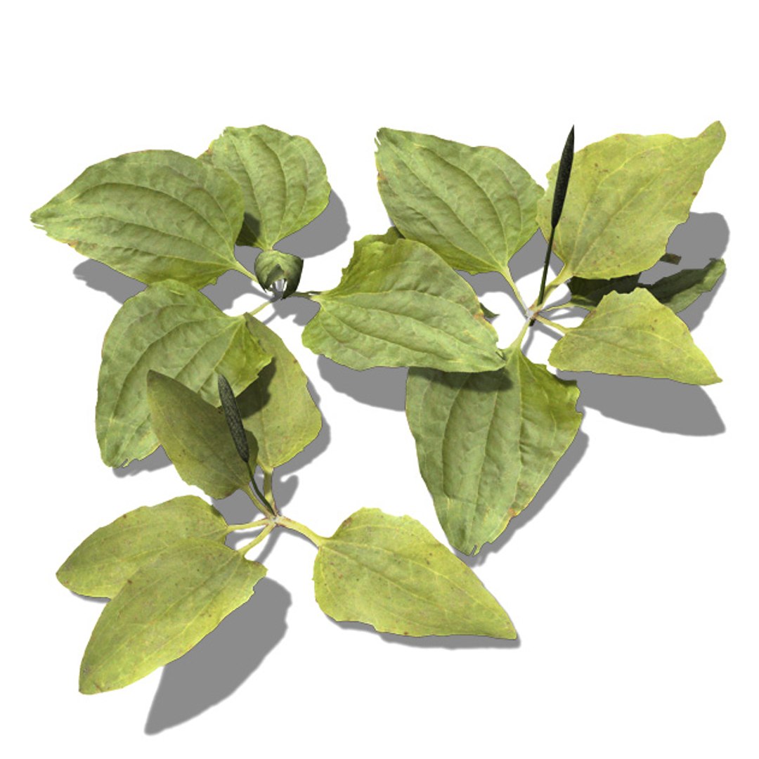 Groundcover Plants Dvd 3ds