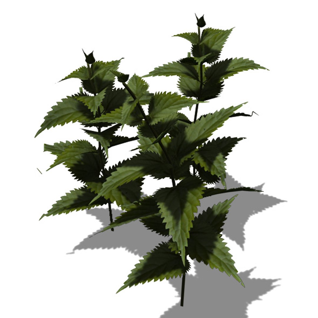 Groundcover Plants Dvd 3ds