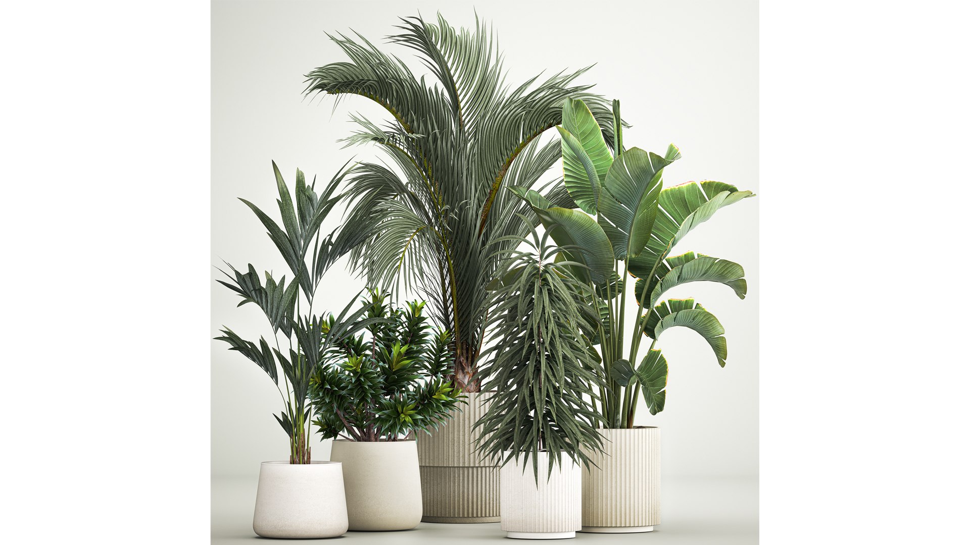 3D Set of plants in pots Strelitzia palm and Dracaena 1223 - TurboSquid ...