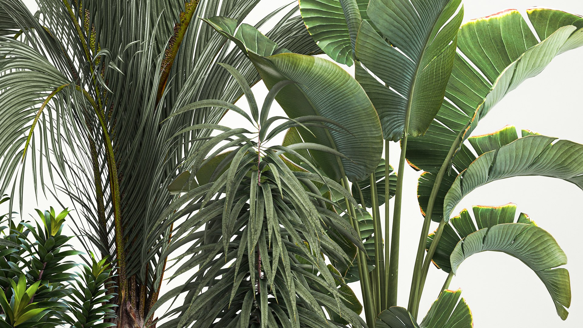 3D Set of plants in pots Strelitzia palm and Dracaena 1223 - TurboSquid ...