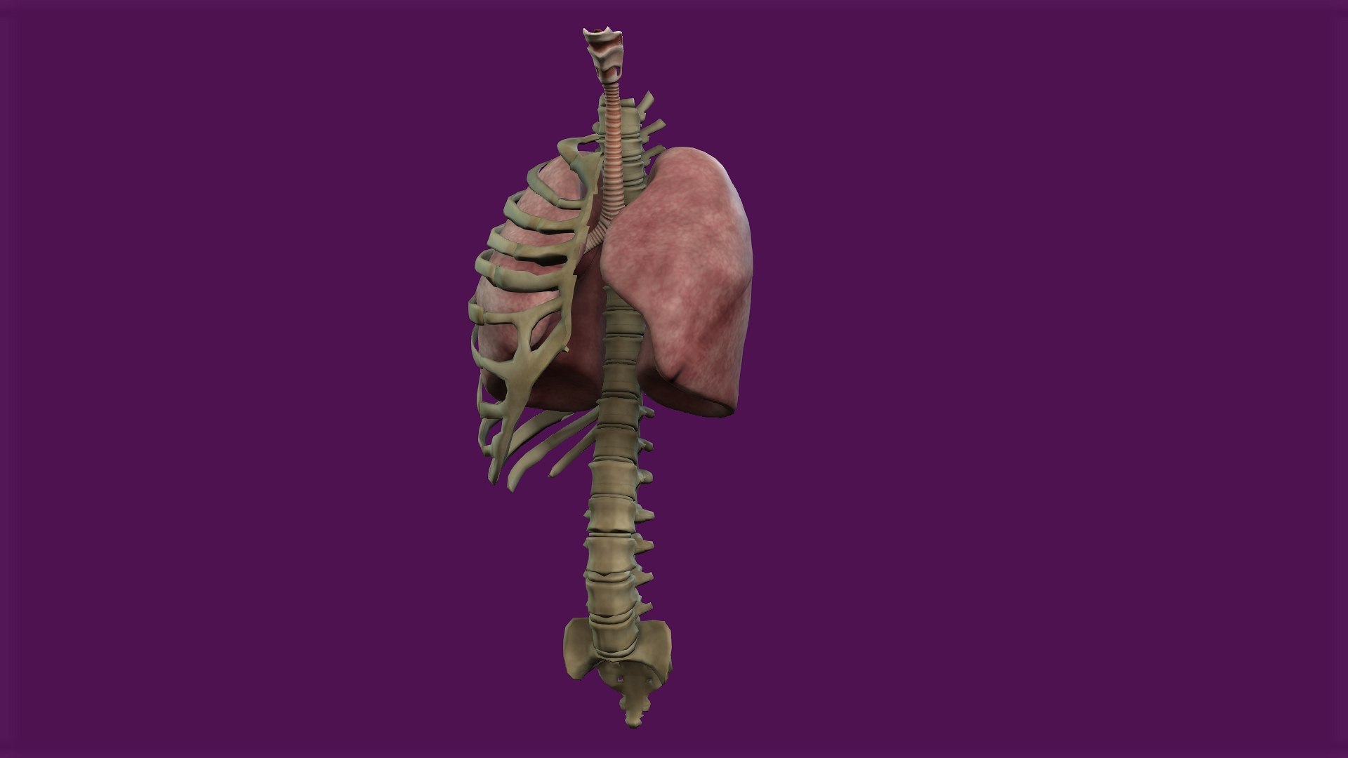 3D Respiratory System Model - TurboSquid 2080345