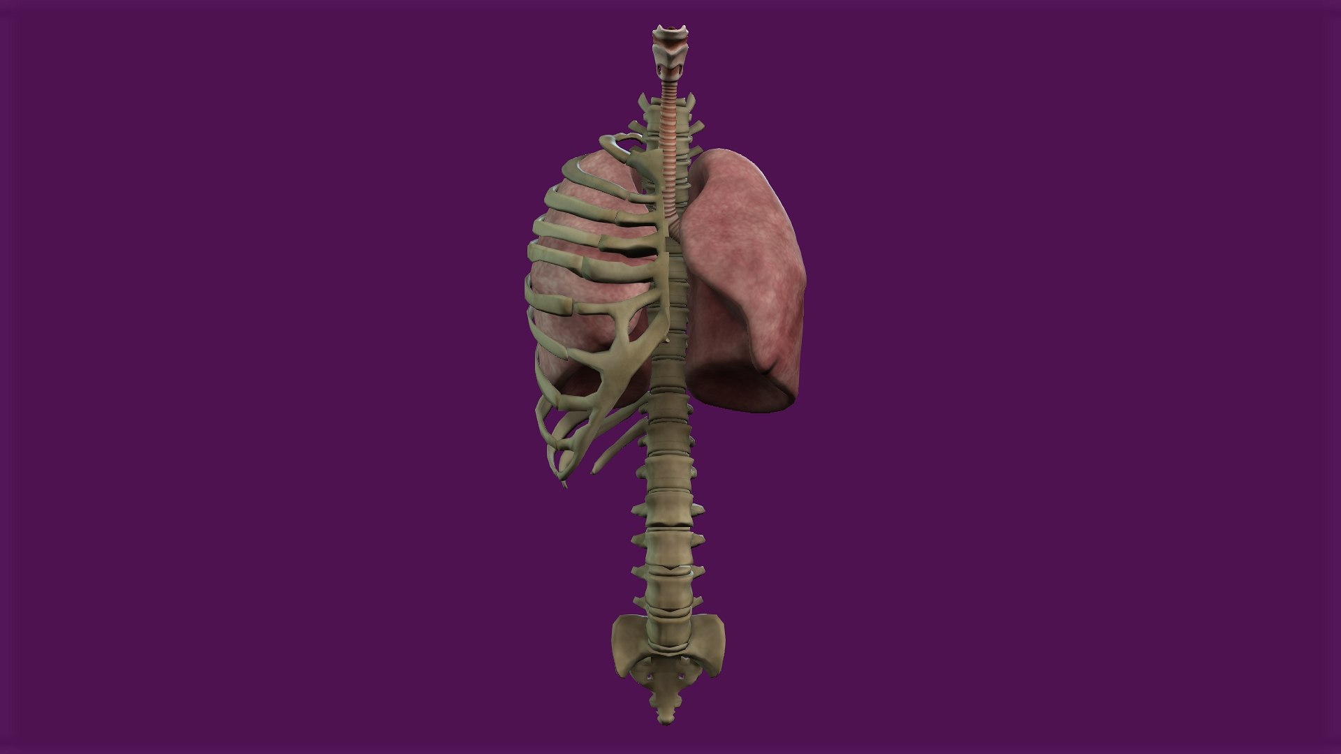 3D Respiratory System Model - TurboSquid 2080345