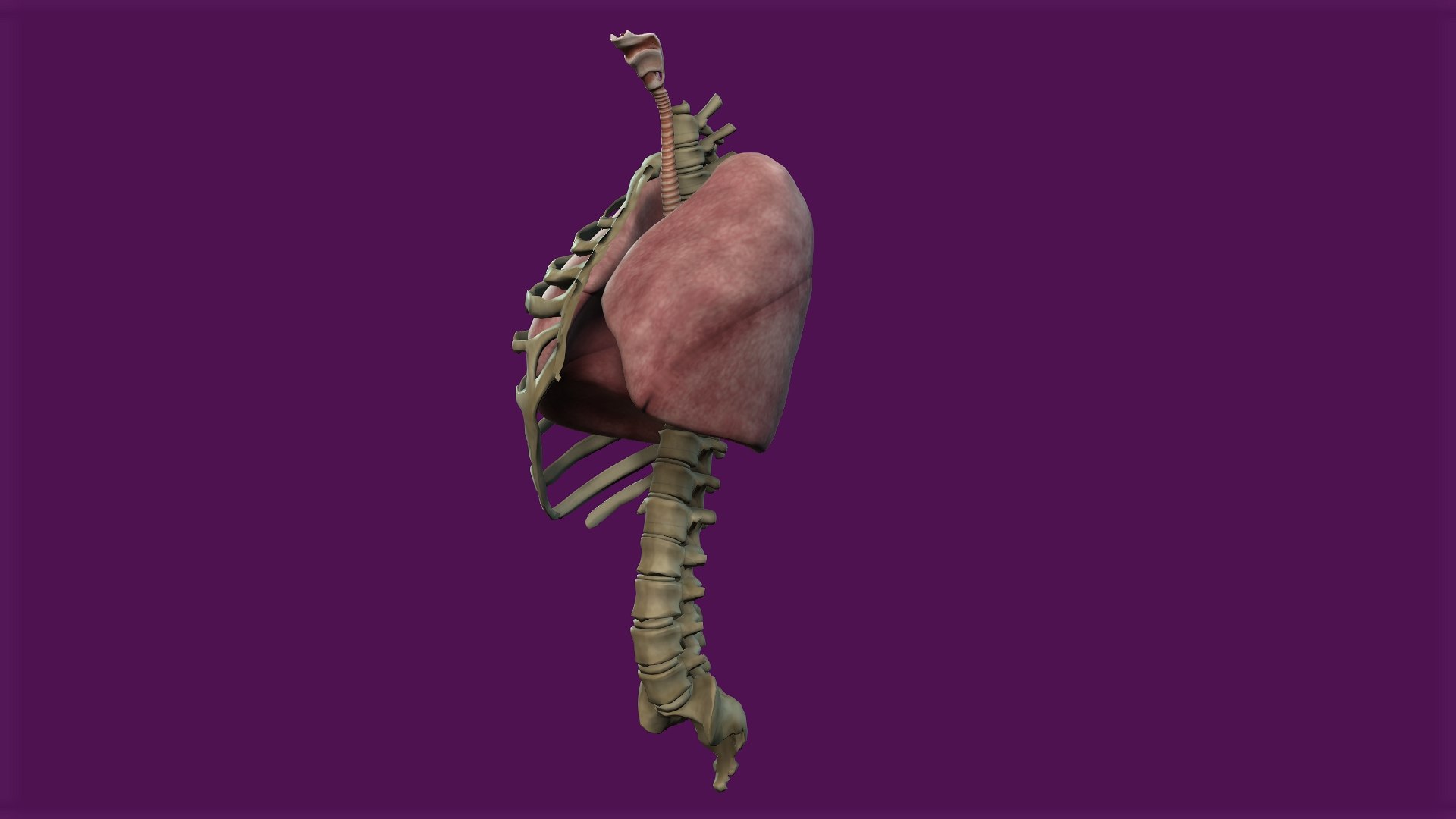 3D Respiratory System Model - TurboSquid 2080345