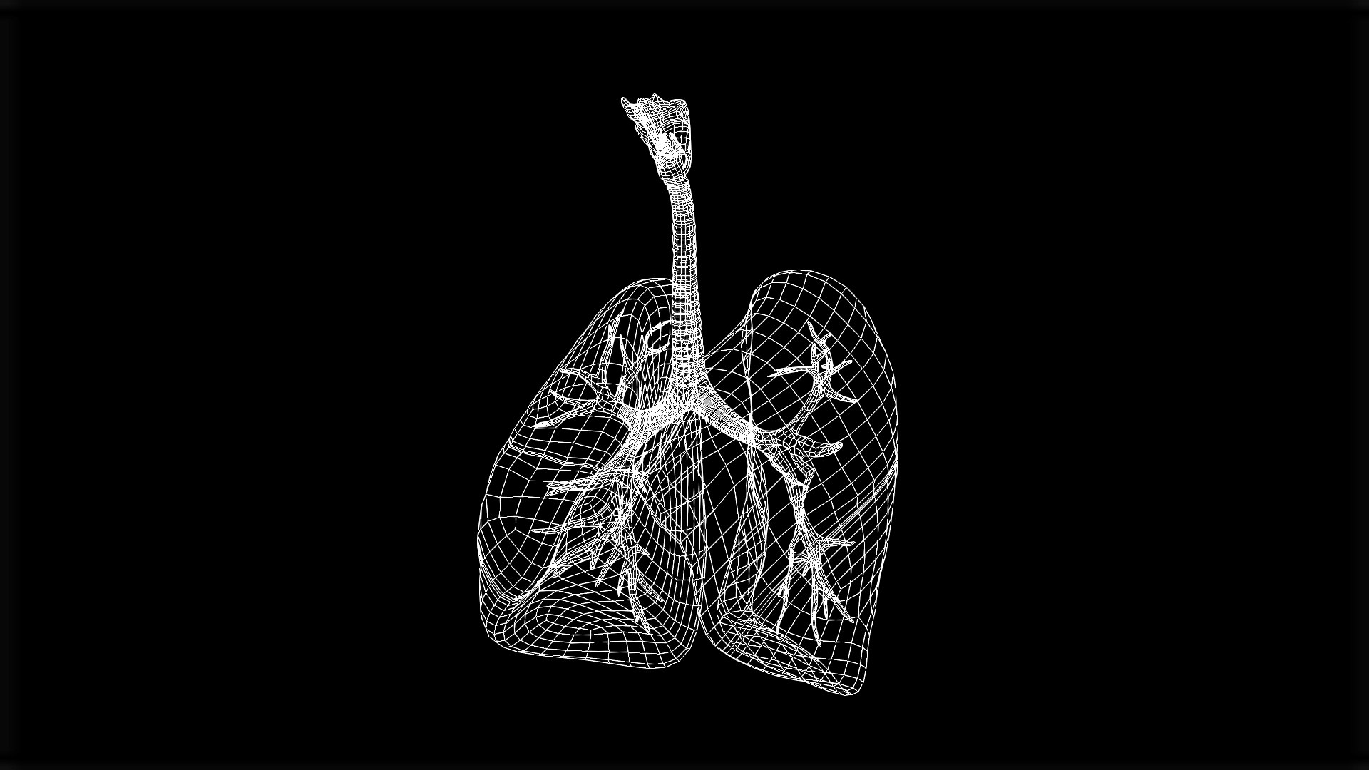 3D Respiratory System Model - TurboSquid 2080345