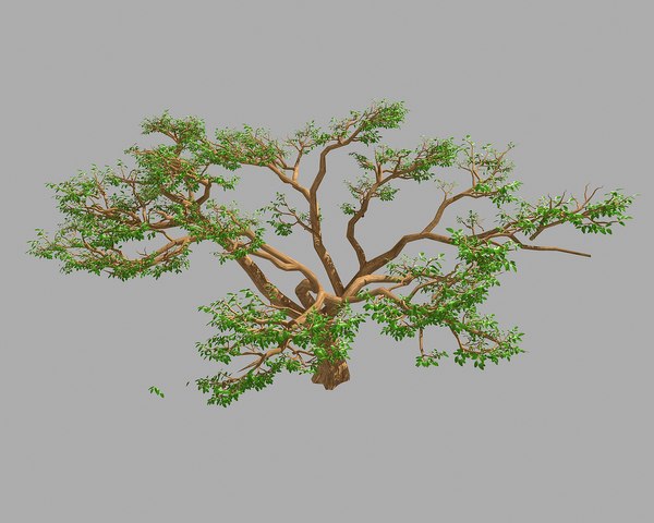 3D plant - green tree - TurboSquid 1449755