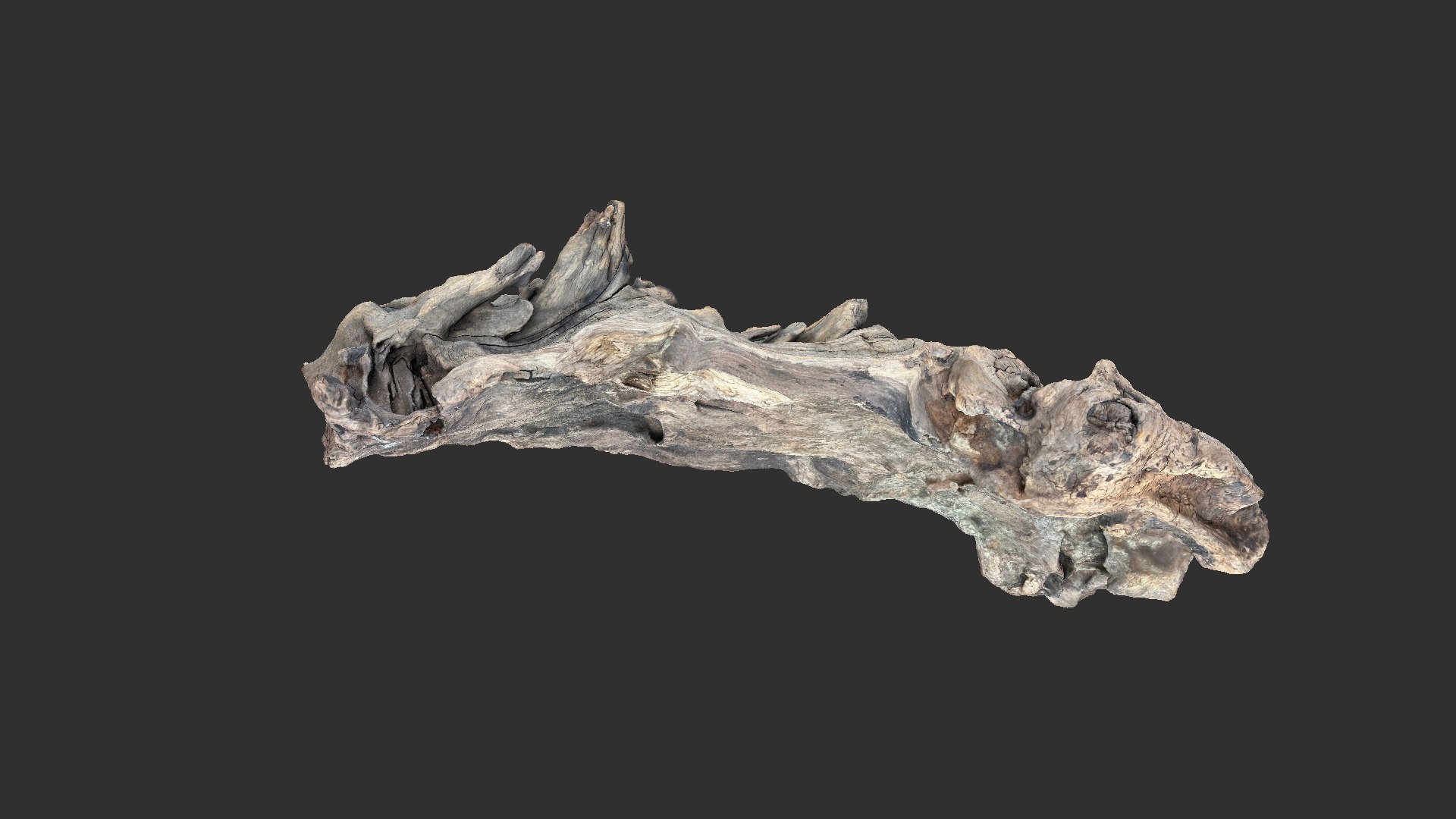 3D Scan Of The Tree Trunk 3D Model - TurboSquid 2147334