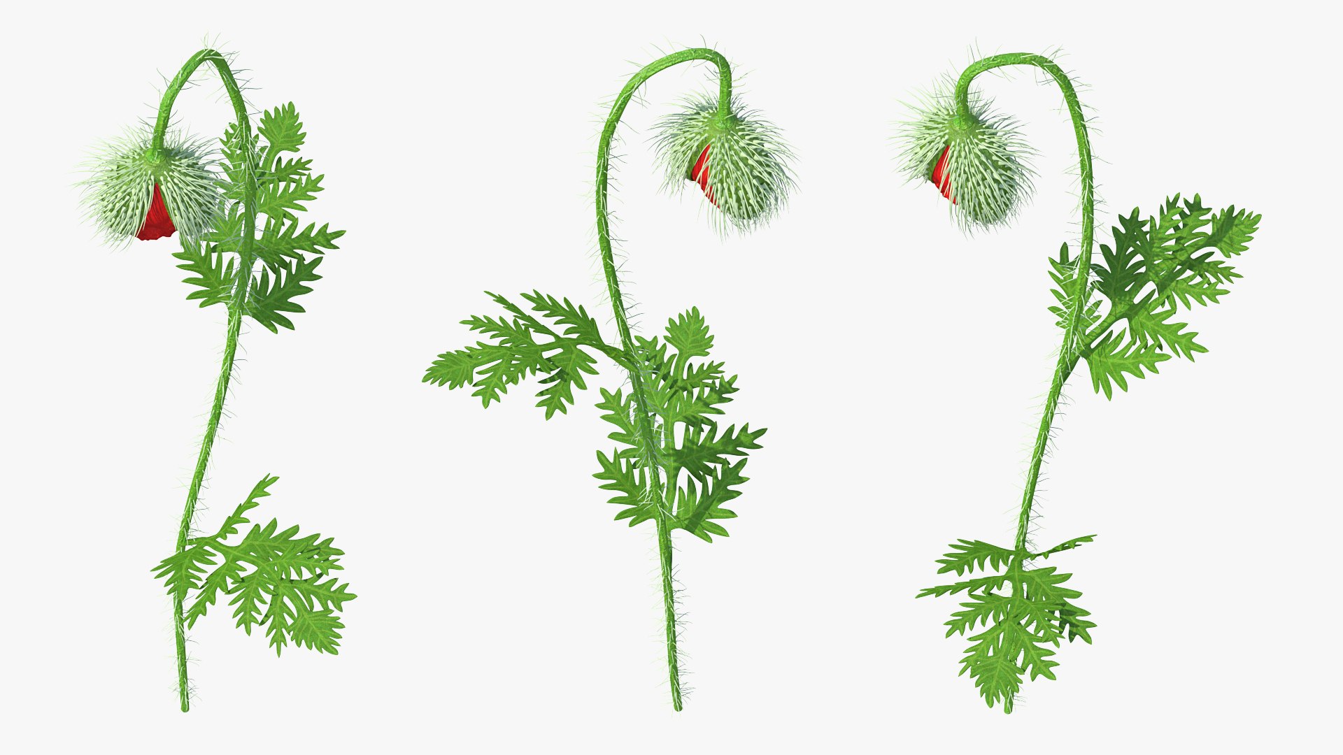 3D Poppy Flower Plant Bud - TurboSquid 1580985