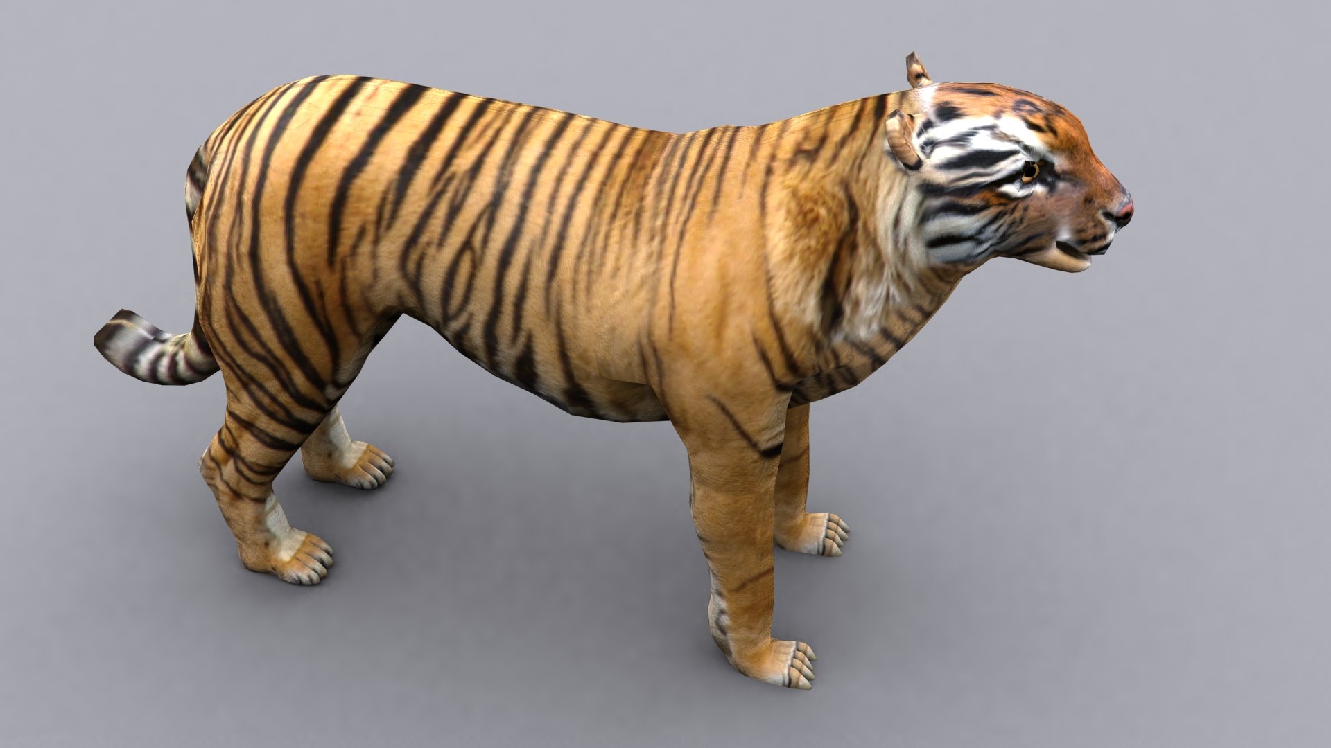 3d Model Tiger