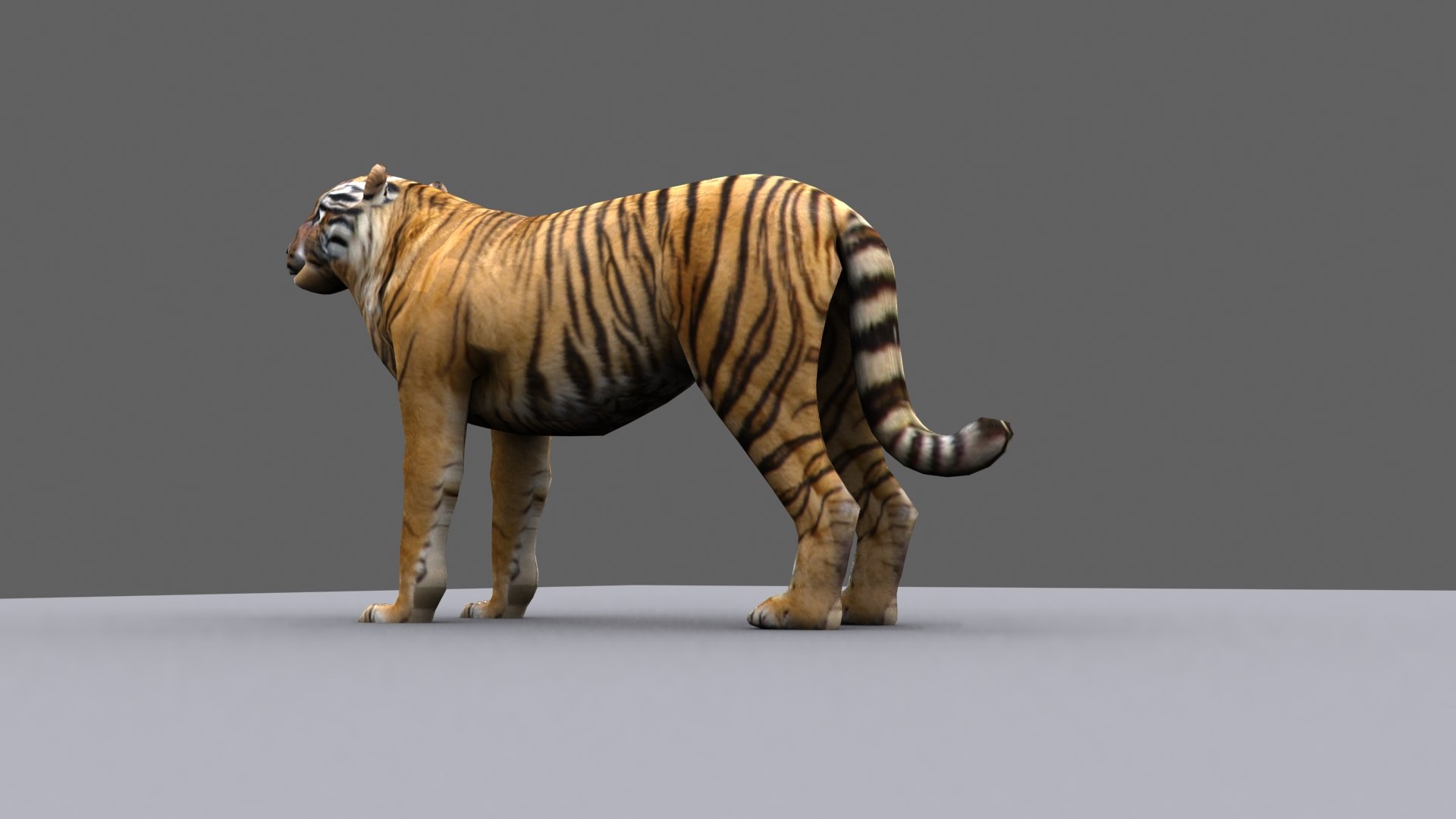 3d Model Tiger