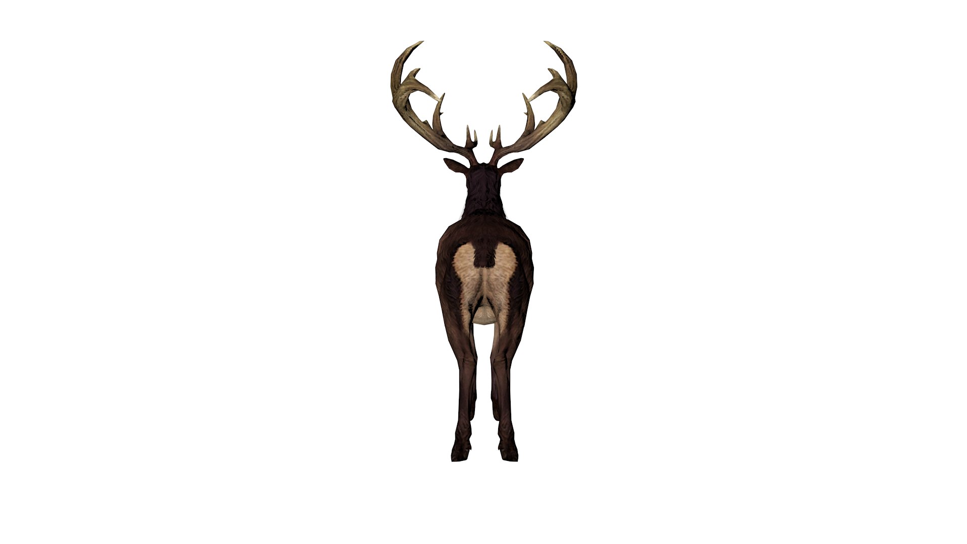 Realistic Deer Buck With Antlers 3D Model - TurboSquid 2412104