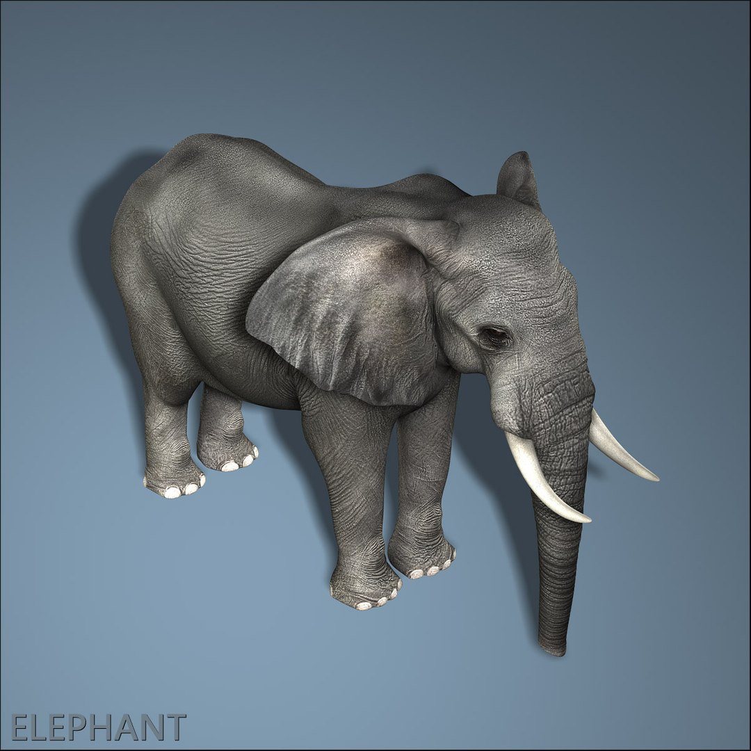 Photorealistic African Elephant 3d Model