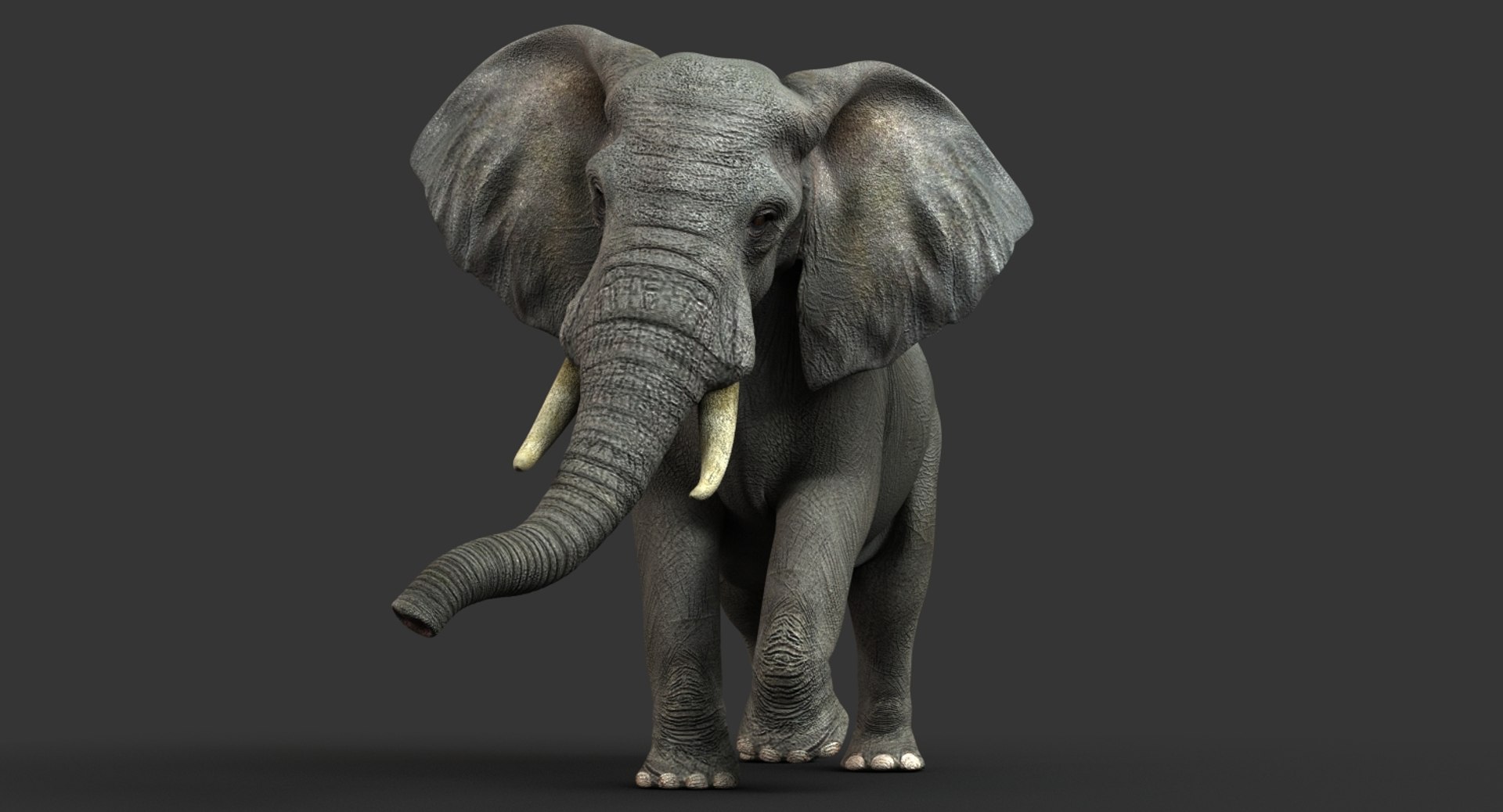 Photorealistic African Elephant 3d Model