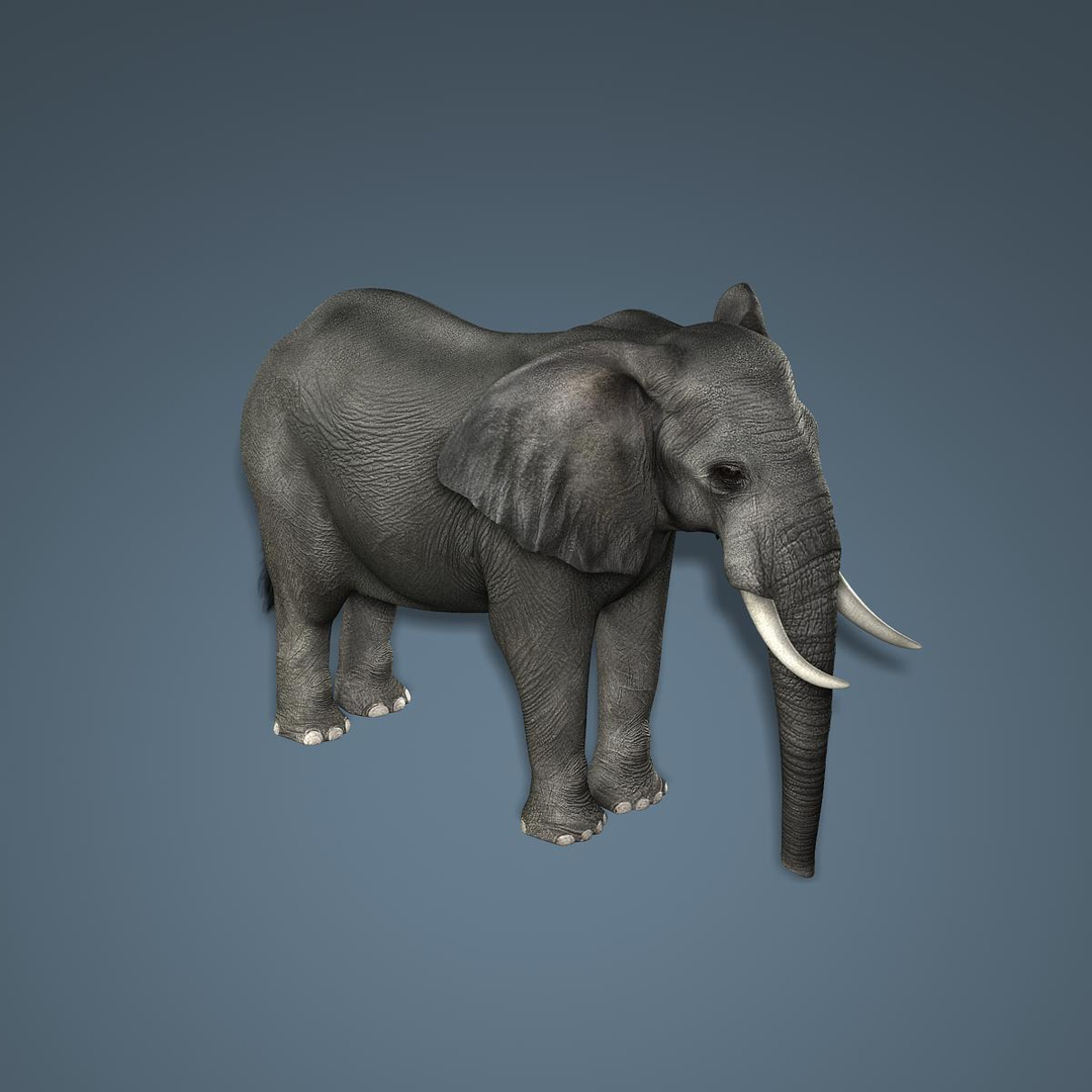 Photorealistic African Elephant 3d Model