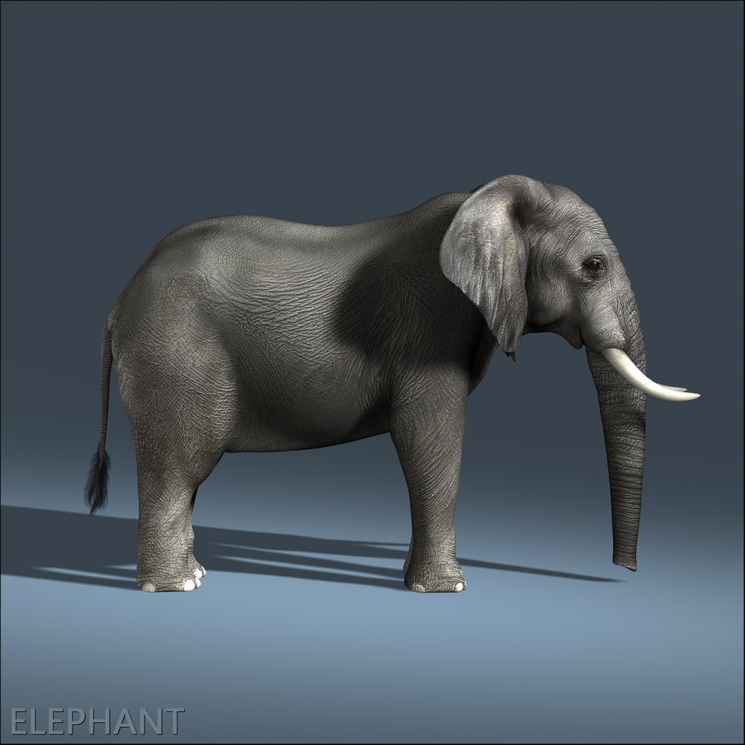 Photorealistic African Elephant 3d Model