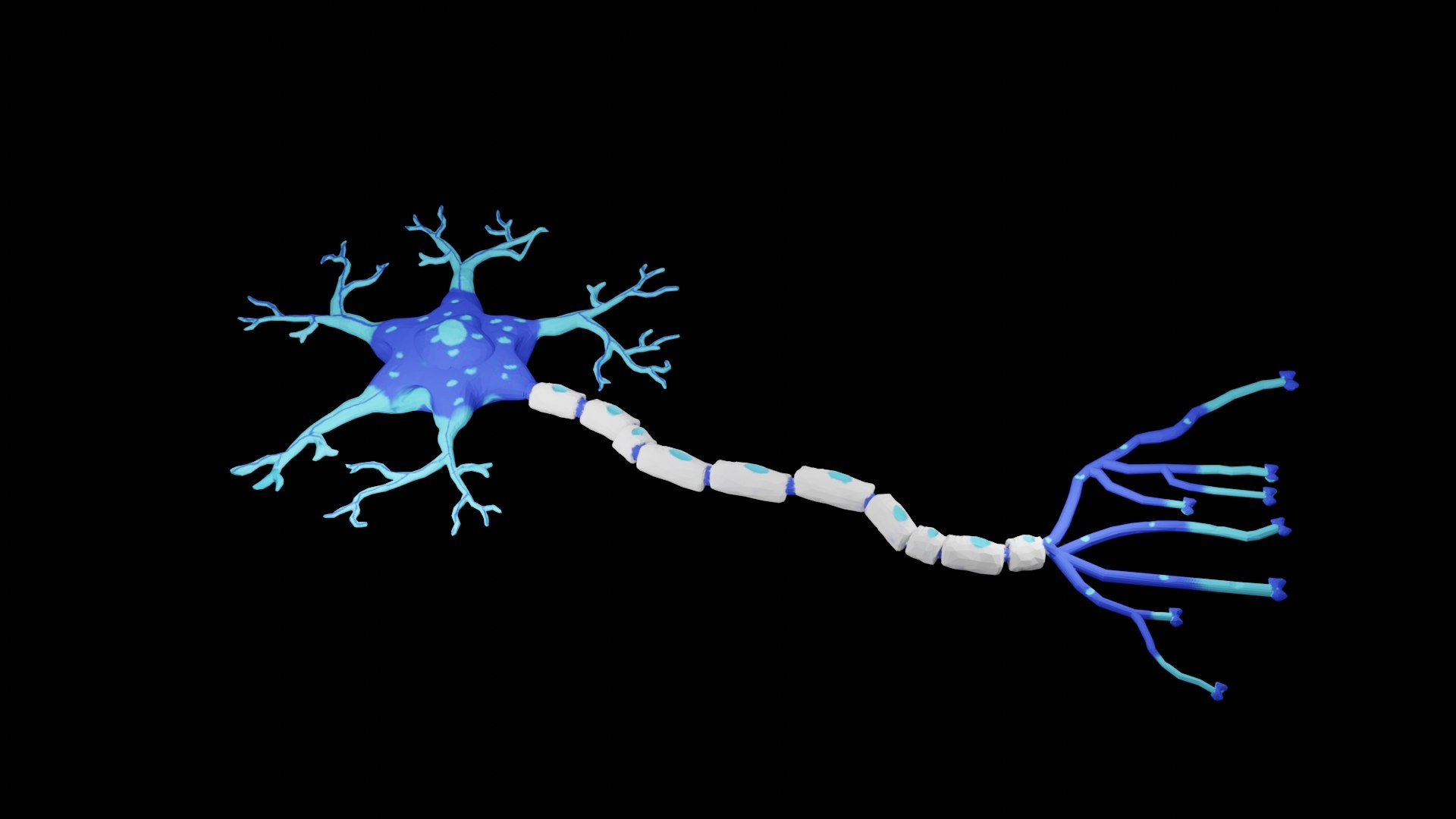 3D Neuron Cell Model - TurboSquid 1871017