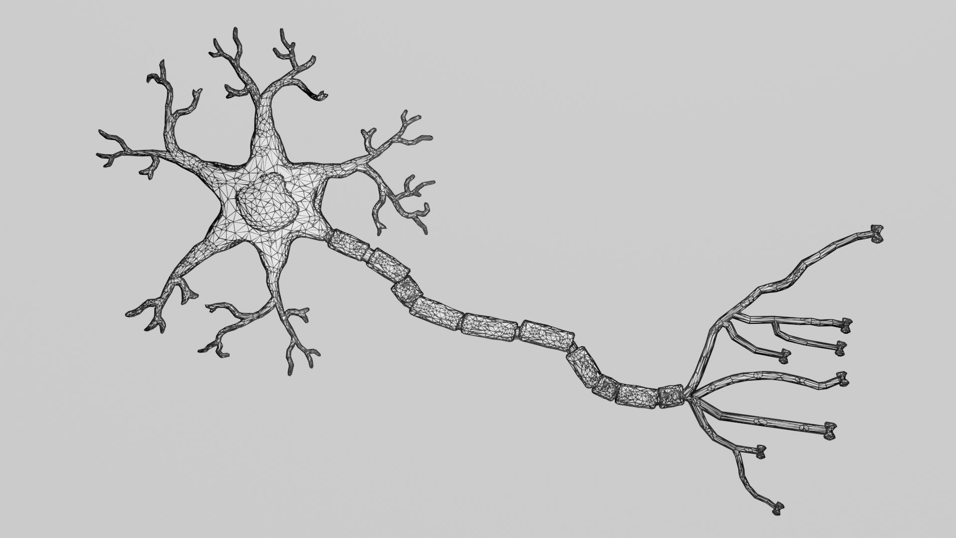 3D Neuron Cell Model - TurboSquid 1871017