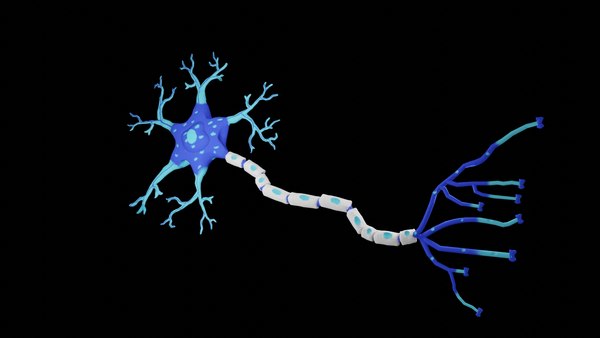 3D Neuron Cell model - TurboSquid 1871017