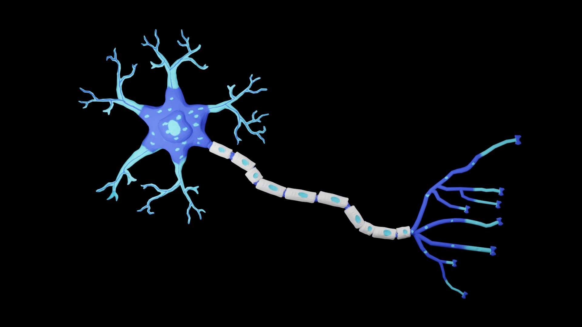 3D Neuron Cell Model - TurboSquid 1871017