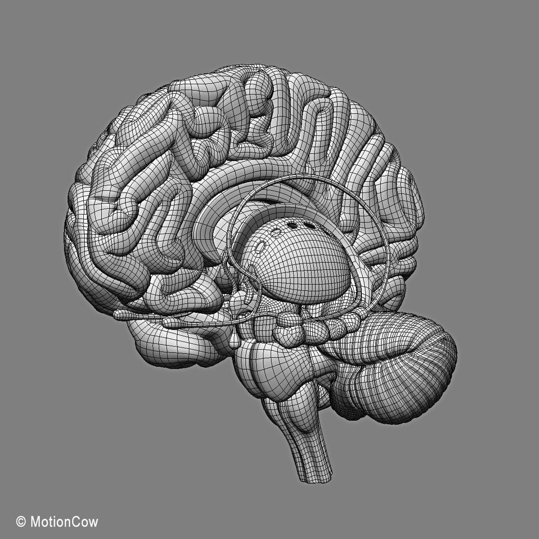 3D model human brain - TurboSquid 624395