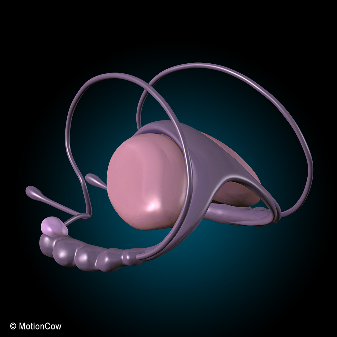 3D модель Человеческий мозг Ultimate - TurboSquid 624395